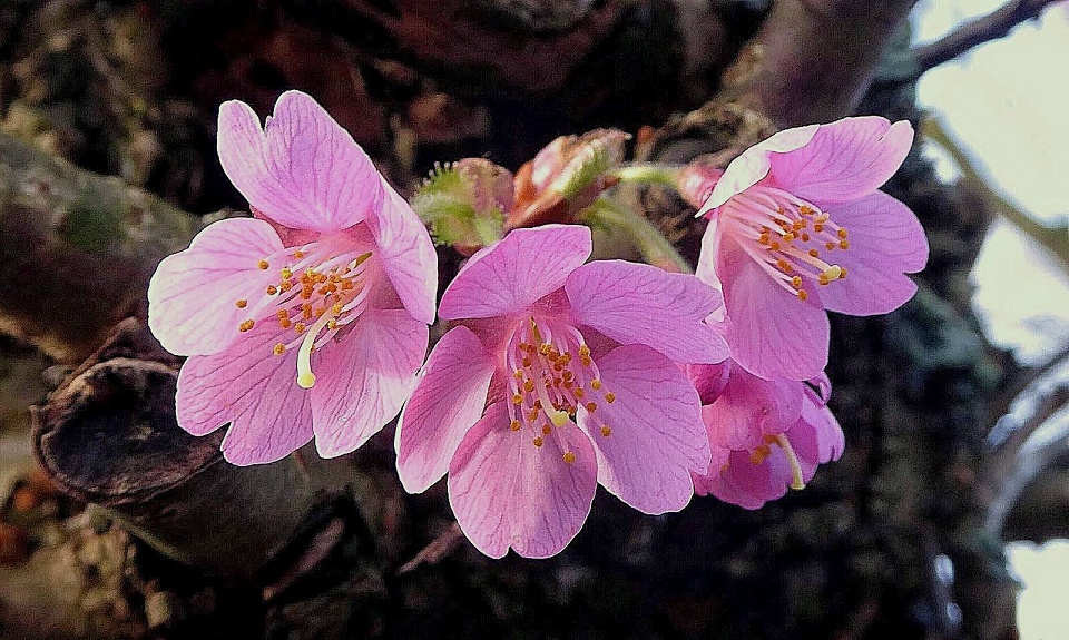 Cherry Blosom | Meconopsisblue | Blipfoto