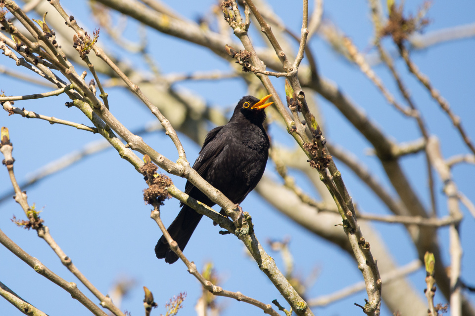 Songbird | gladders | Blipfoto