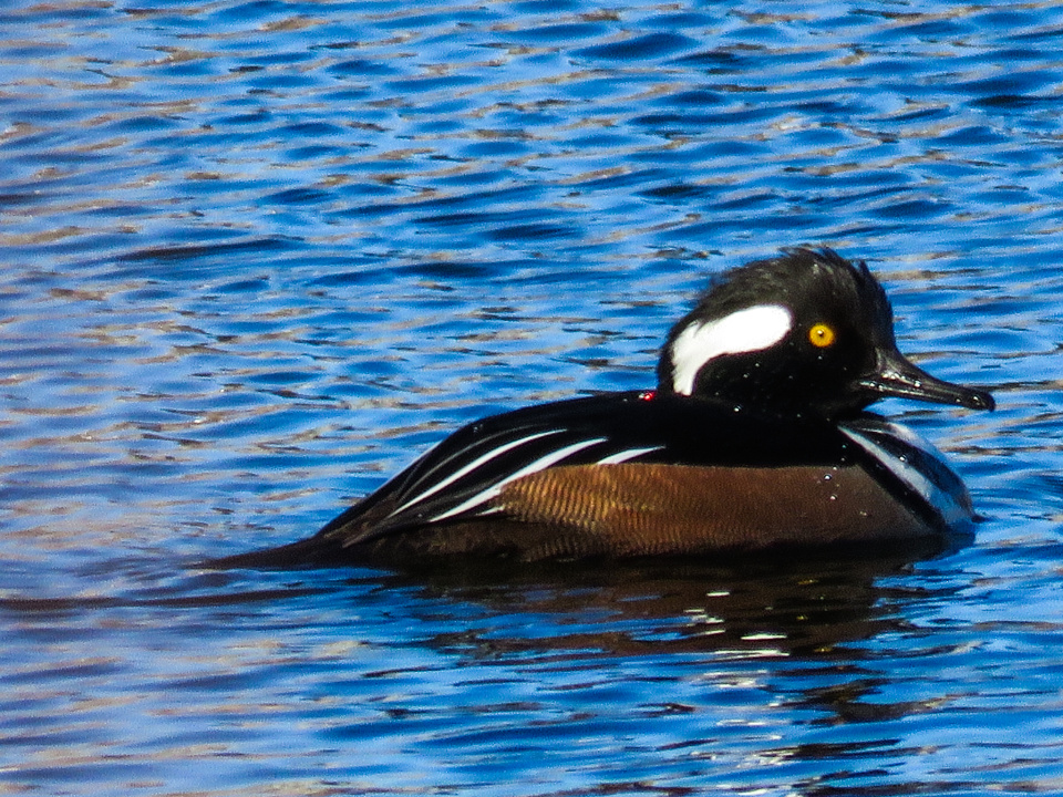 Hooded duck | KevinV | Blipfoto