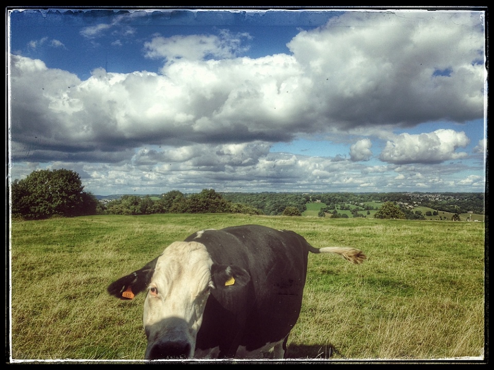 Moooooooooooooo | AlisonM | Blipfoto