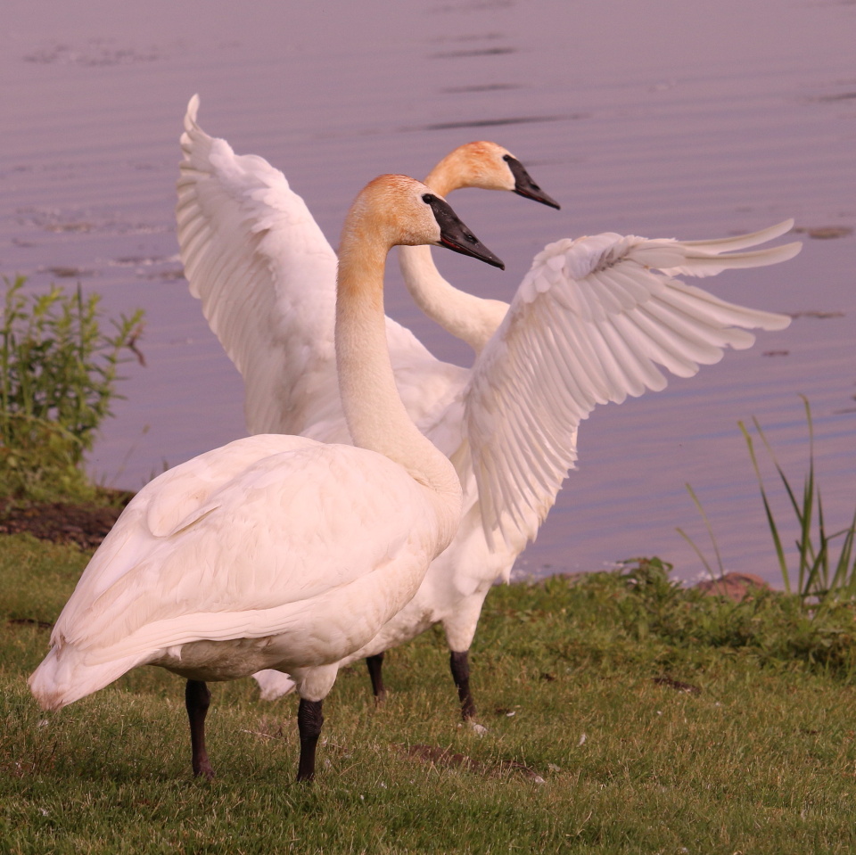 A Single Square Snap of a Celebrating Swan | outdoorguy | Blipfoto