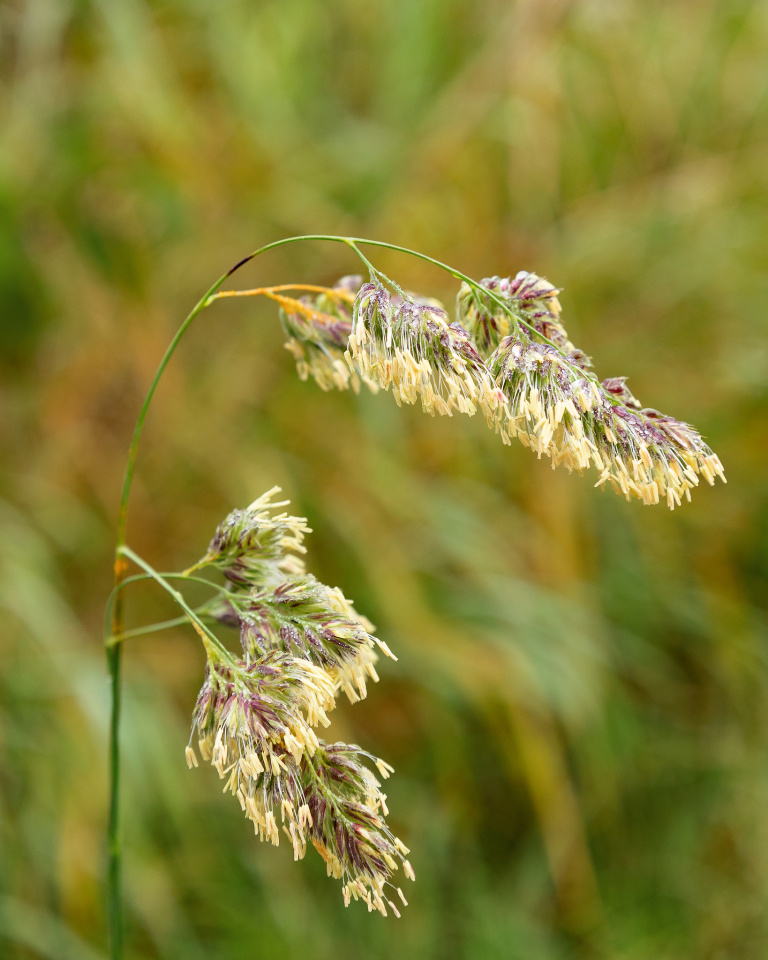 Colourful Grass | madwill | Blipfoto
