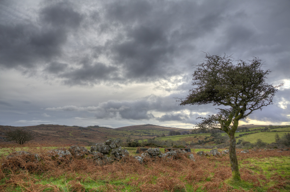 Moor Tree 330/365 | RMRayner | Blipfoto