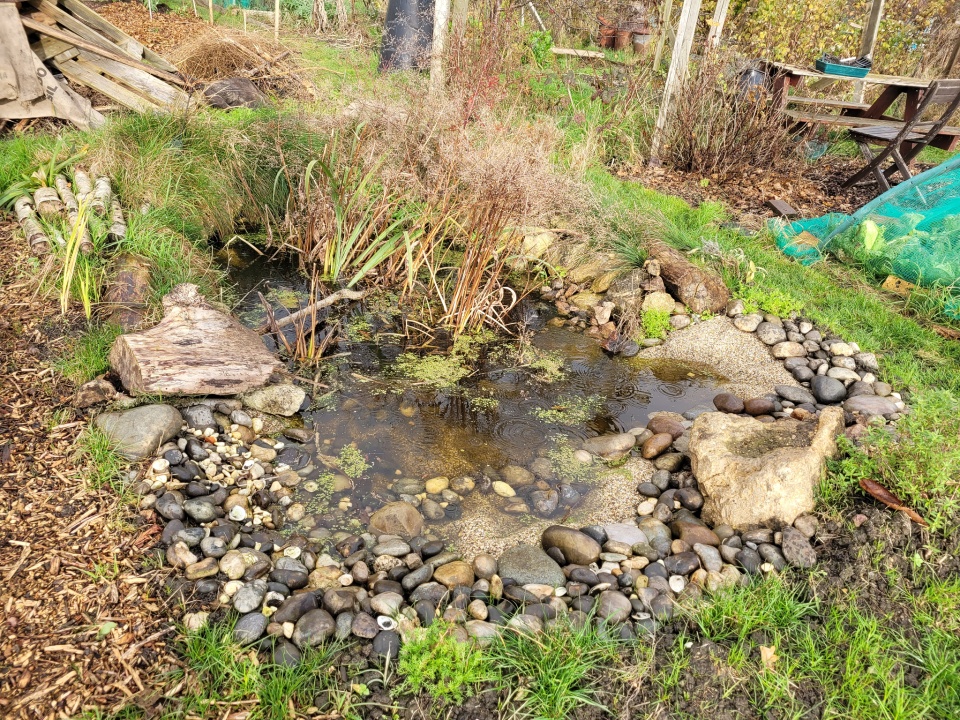 Heavy rain on the pond | AmandineJardine | Blipfoto