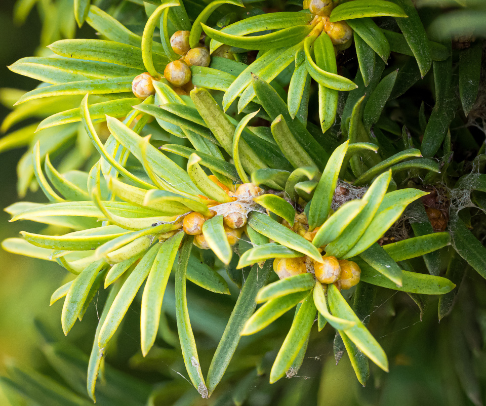 Yellow Berried Yew (TT554) | steveng | Blipfoto