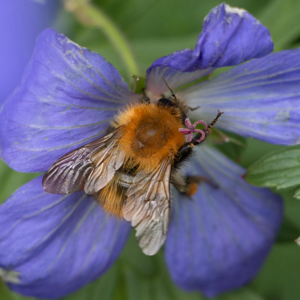 Geranium bee | StillLearning | Blipfoto