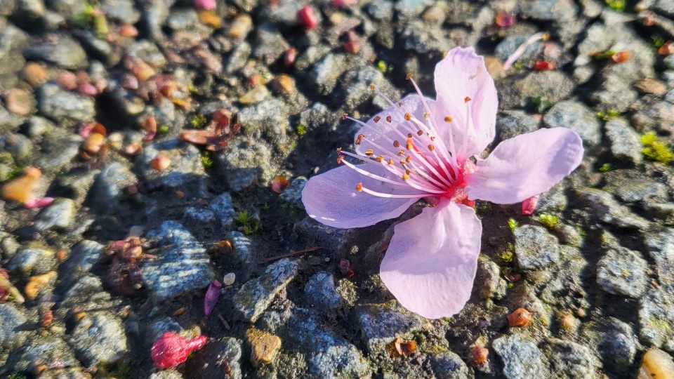 Cherry Blossom | LizMBpics | Blipfoto