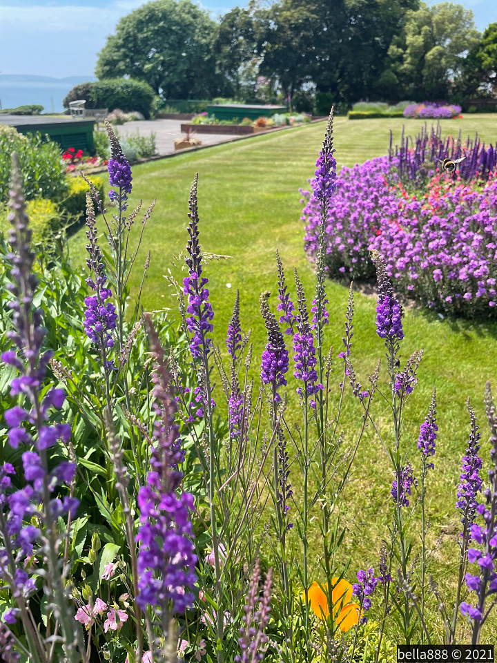 Purple Riot | Bella888 | Blipfoto