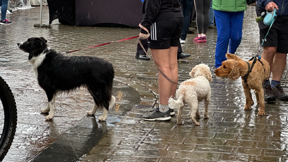 Dog friendly | Technophobe | Blipfoto