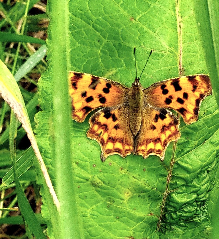 The first Comma butterfly... | Pleach | Blipfoto