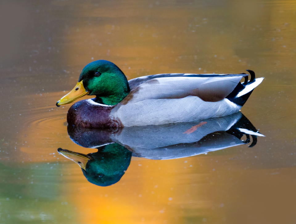 Reflections | Hillyblips | Blipfoto