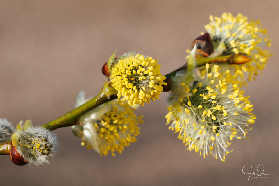 Sallow | JDO | Blipfoto