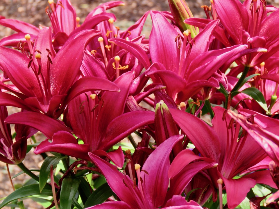 I Saw Red (Lilies) | GirlWithACamera | Blipfoto