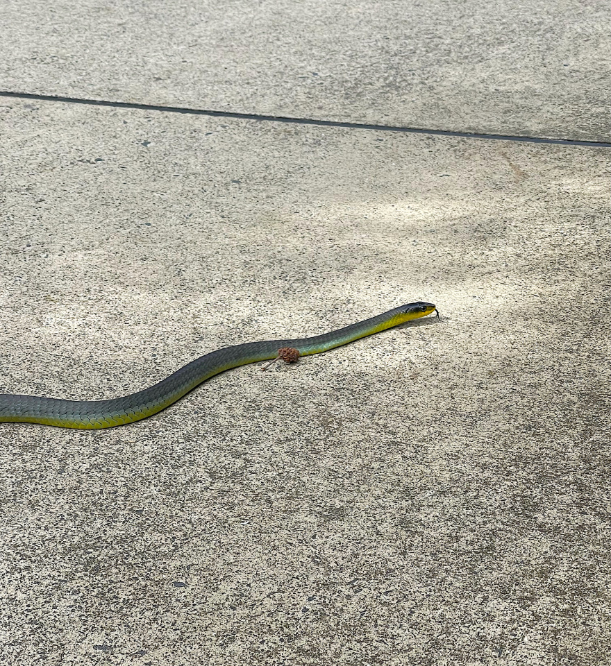 Colourful Snake and Flag | Mezcal | Blipfoto