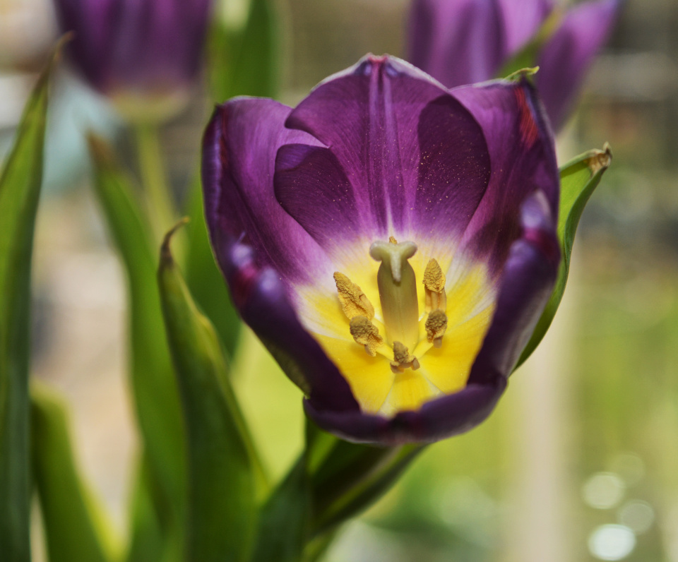 Going Over | mambo | Blipfoto