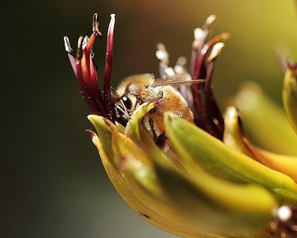 Tiny Tuesday . . . Bee Being Busy | V1k1 | Blipfoto