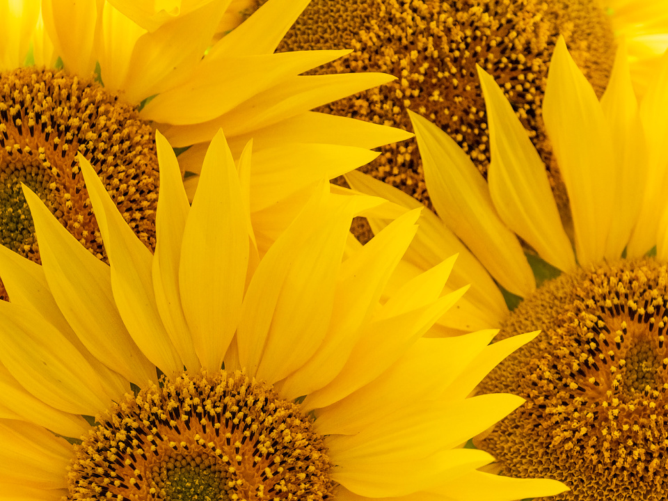 Sunflowers | AH14 | Blipfoto