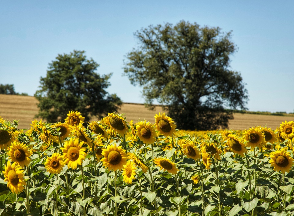 Sunflowers | Technophobe | Blipfoto