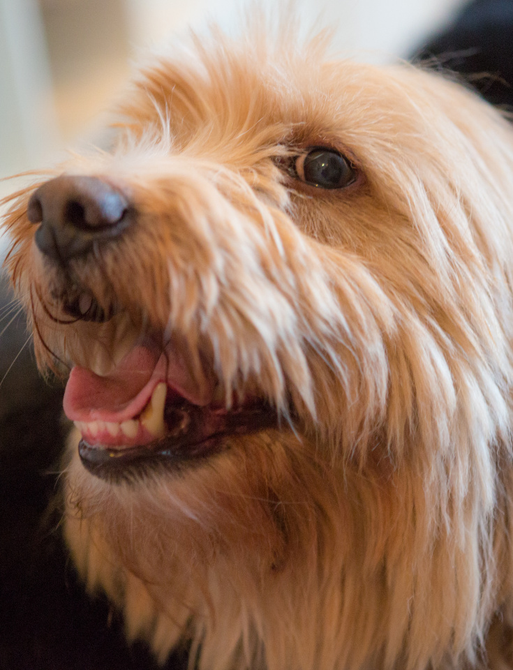 Daft dog | tepeka | Blipfoto