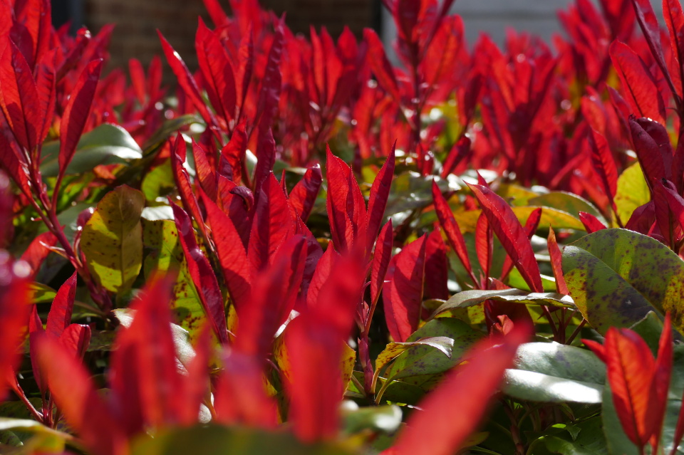 Fiery Red Robin | Tryfan46 | Blipfoto