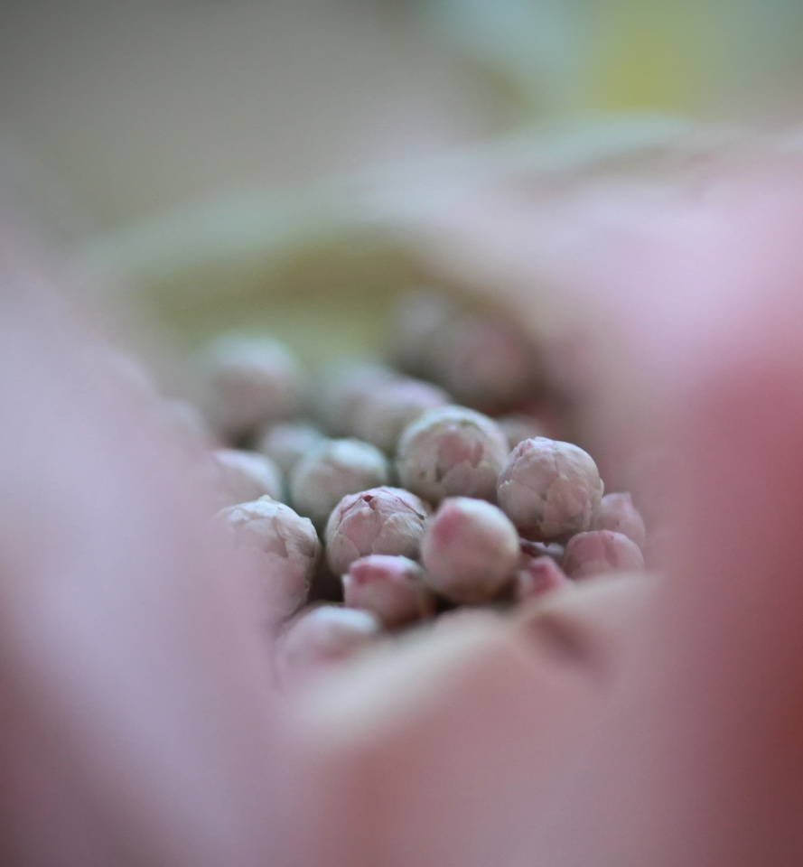 Tiny Tuesday | rainie | Blipfoto