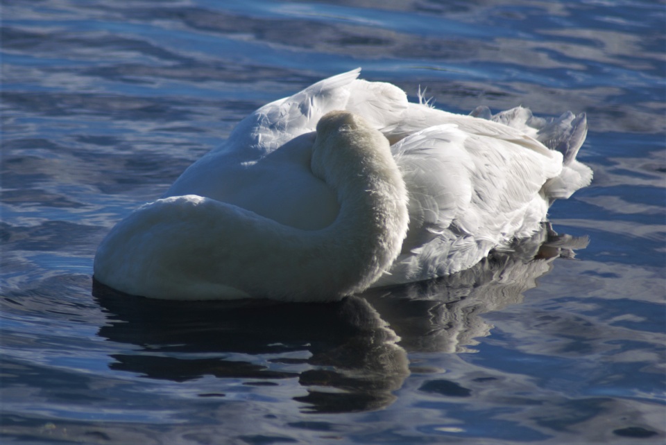 Ride a White Swan | Alan_Rodger | Blipfoto