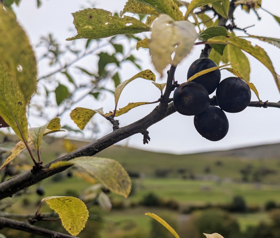 Ripe sloes - gin anyone ! | SwaleCottage | Blipfoto