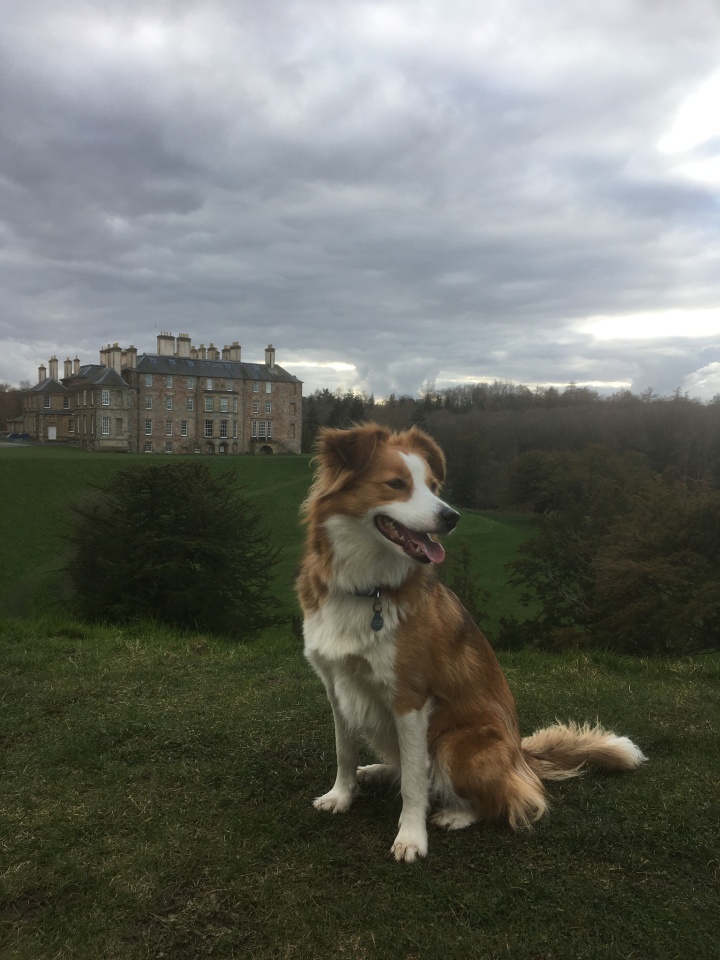 Loving the lighter mornings & evenings | TrixieTheCollie | Blipfoto