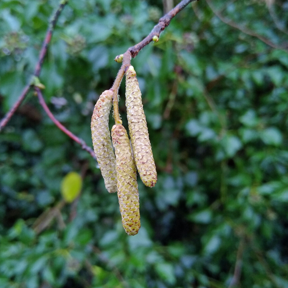 Lambs' tails | PicturePoems | Blipfoto