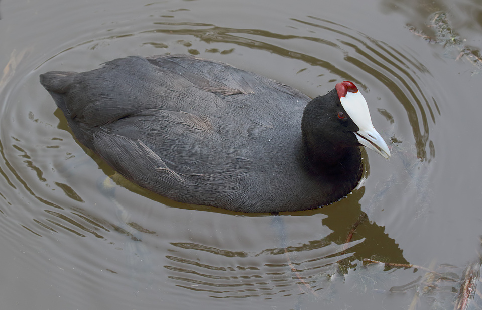 Red-knobbed Coot | VandeGraaff | Blipfoto