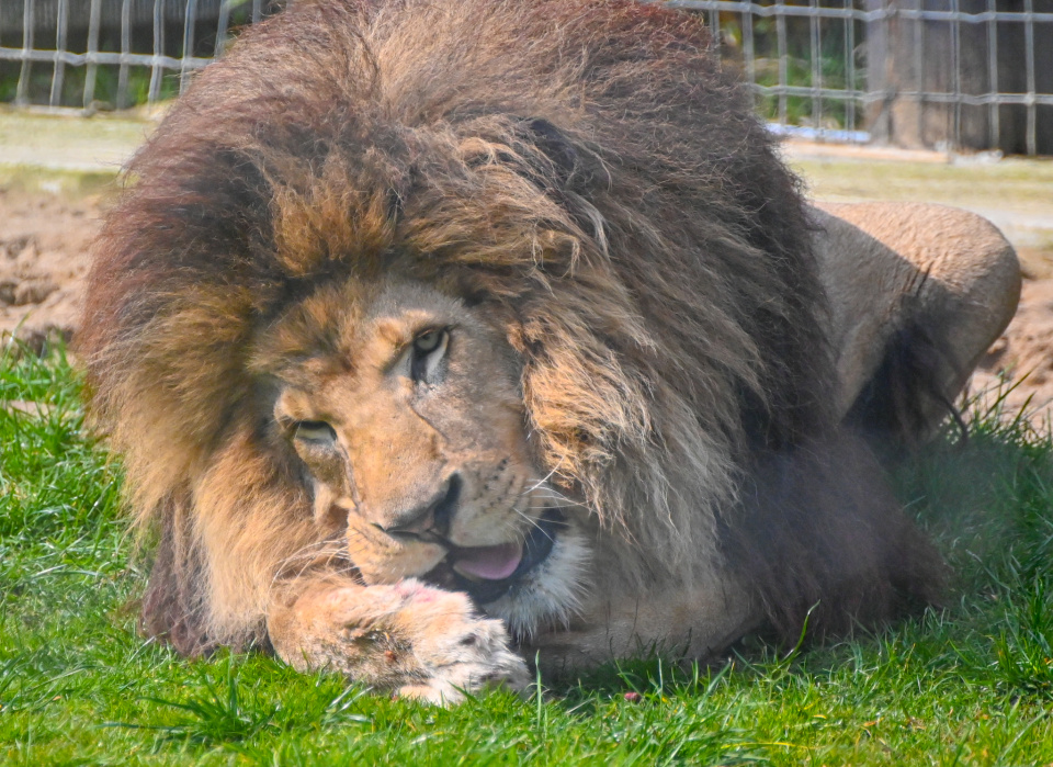 Horncastle Wildlife Park | Cr055ie | Blipfoto