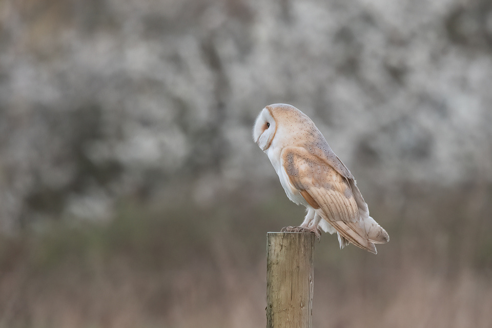 Pensive Barn Owl | AH14 | Blipfoto