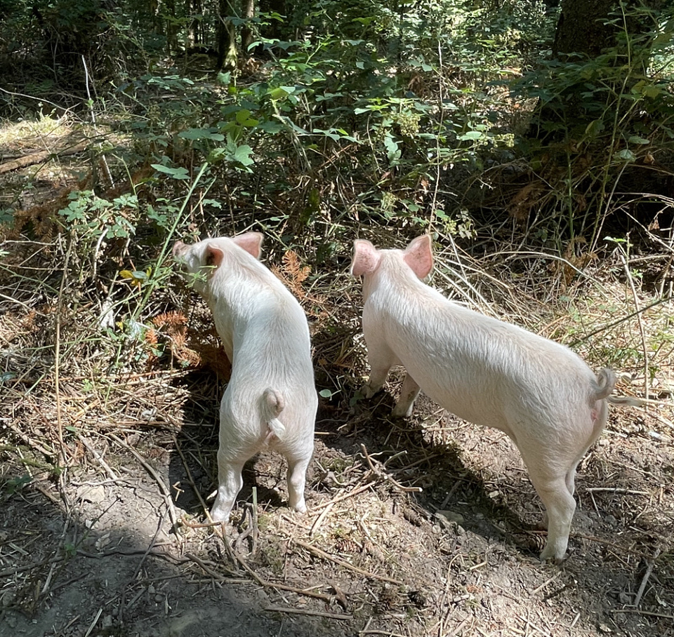 Curly whirly | rosewiles7 | Blipfoto