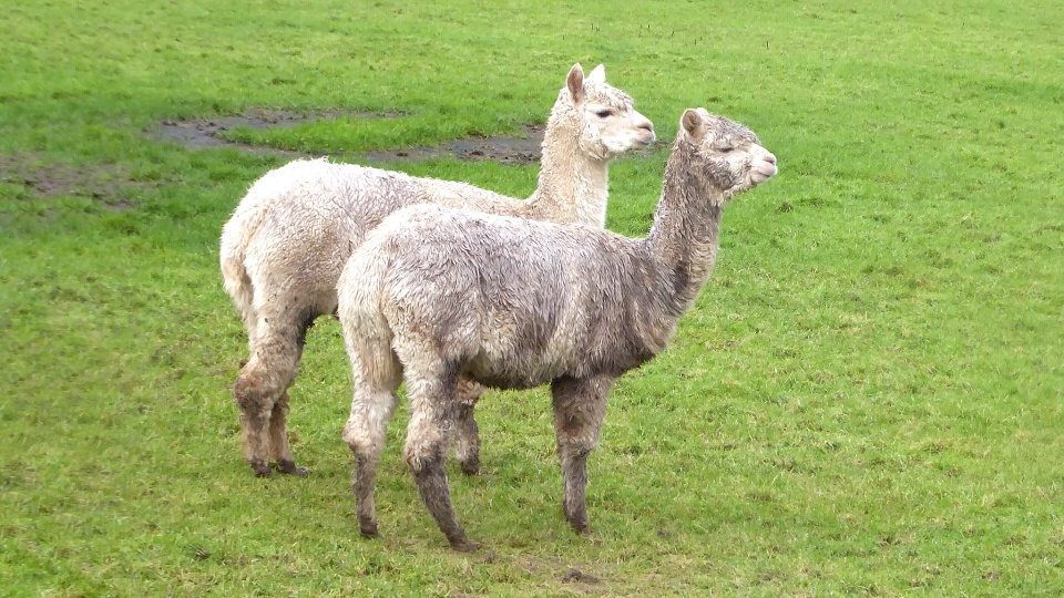 Two Drookit Alpacas | Alichap21 | Blipfoto
