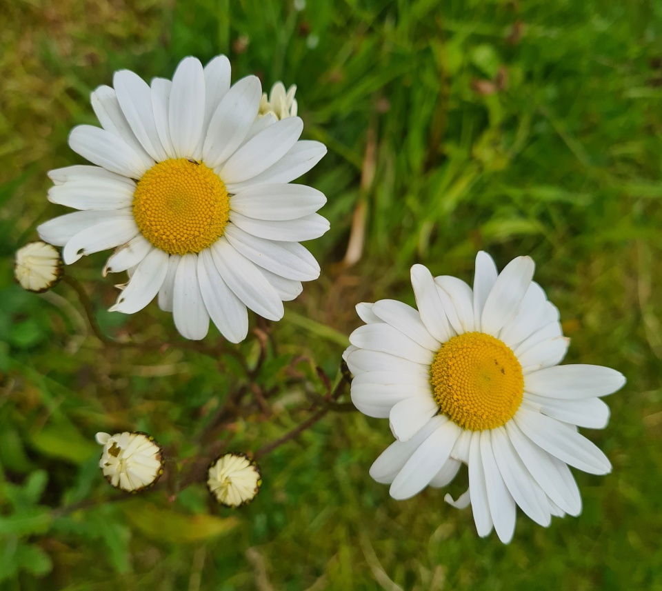 DAISY, DAISY | EllyJay | Blipfoto