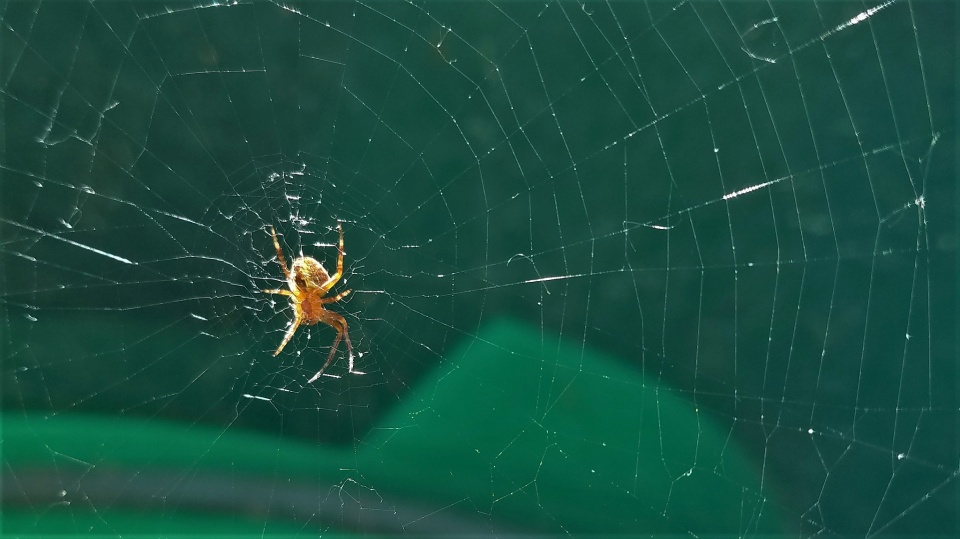 Wheelbarrow Guardian Spider | RonaldBerry | Blipfoto