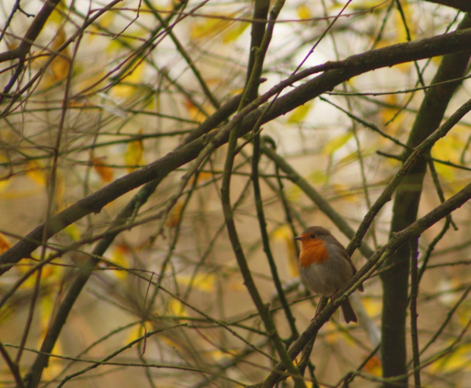 Autumn Robin | This | Blipfoto