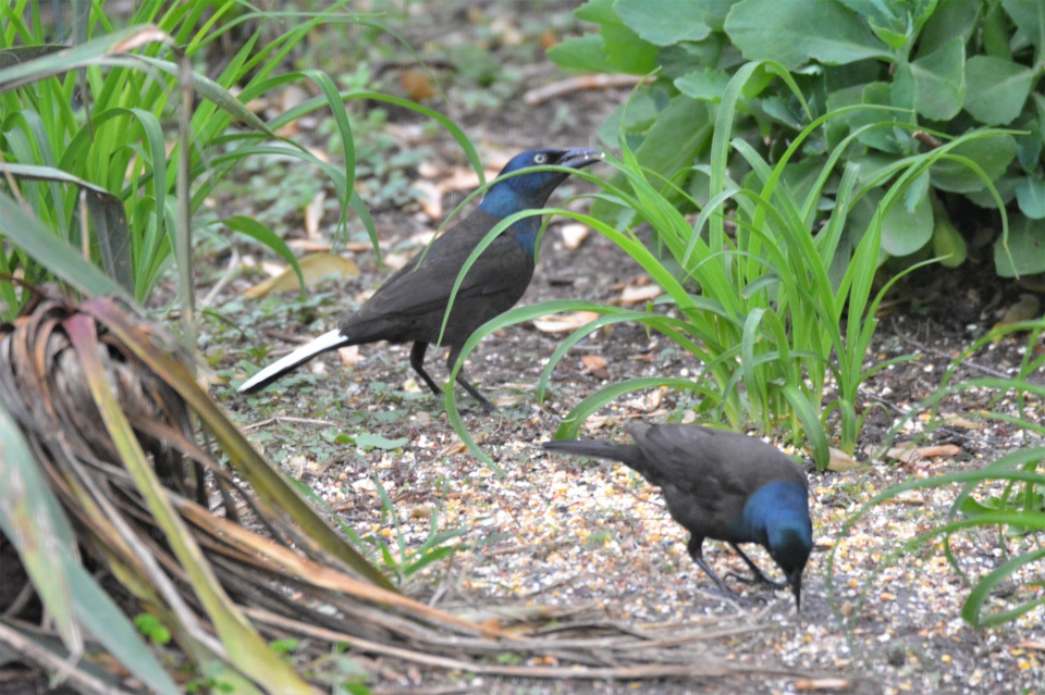 Leucistic Common Grackle | LoveMy3Dogs | Blipfoto